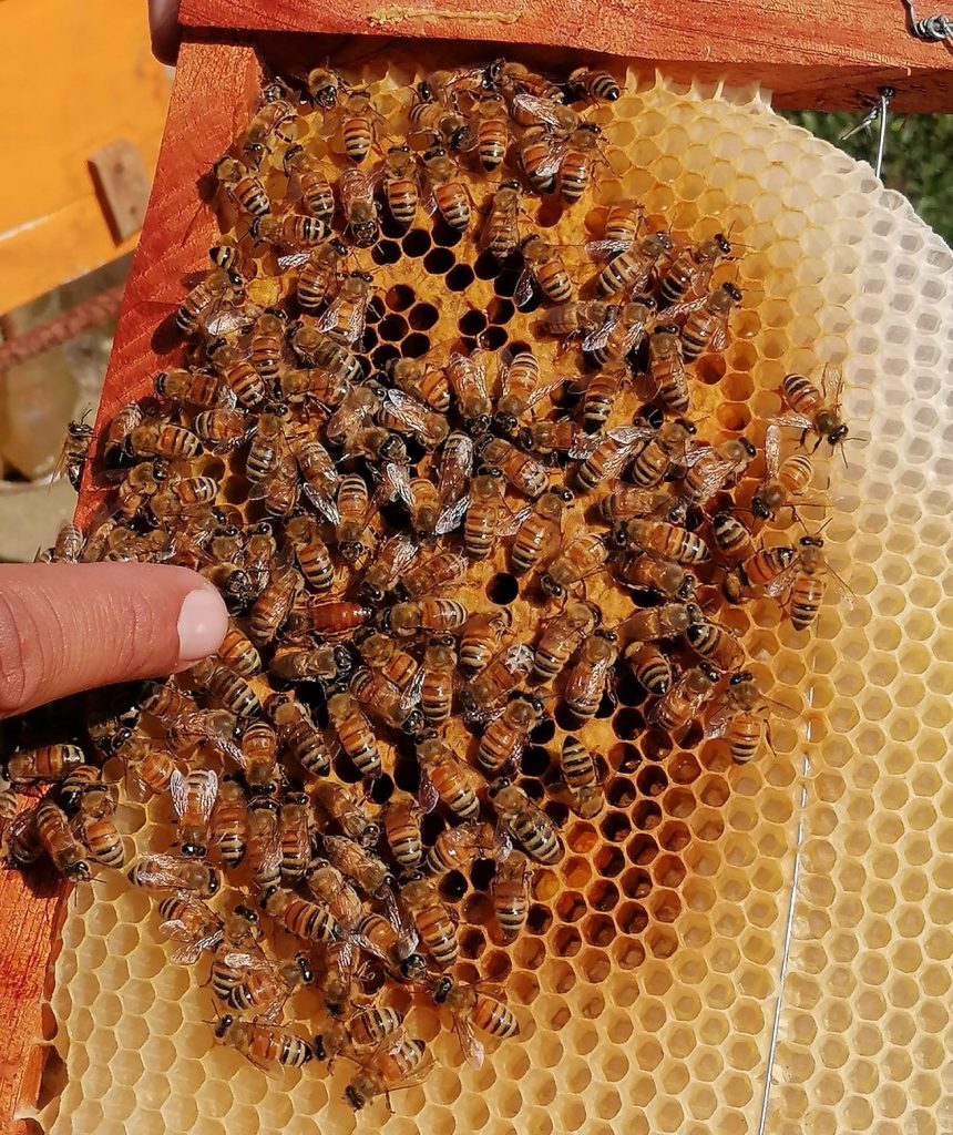 Field Visit to Small-scale Mushroom and Bee farm – Renewable and ...
